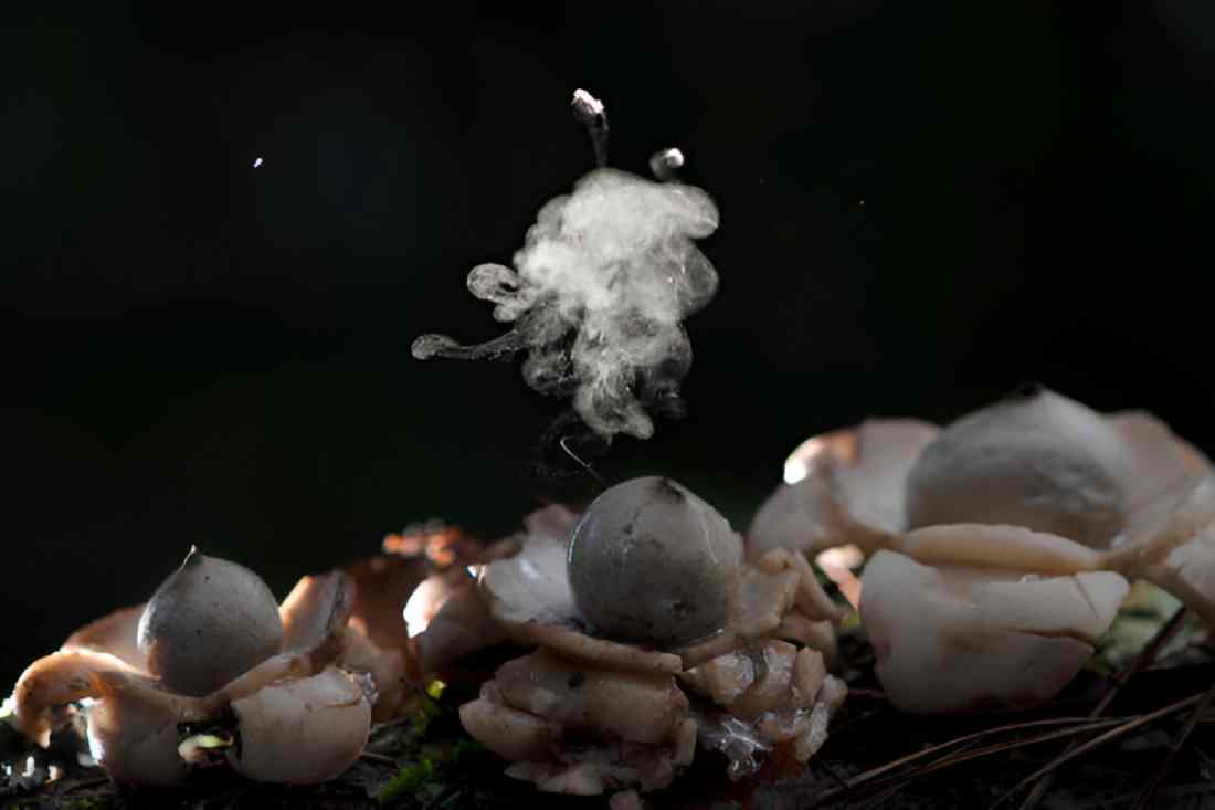 can you smoke shrooms | The Well Health Organic